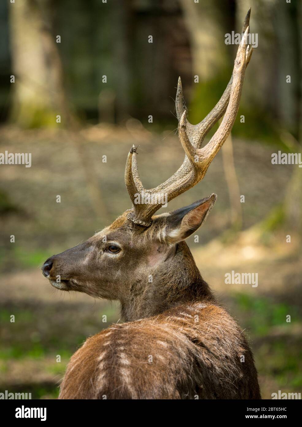 Sika deer Cervus nippon also known as the spotted deer male portrait ...