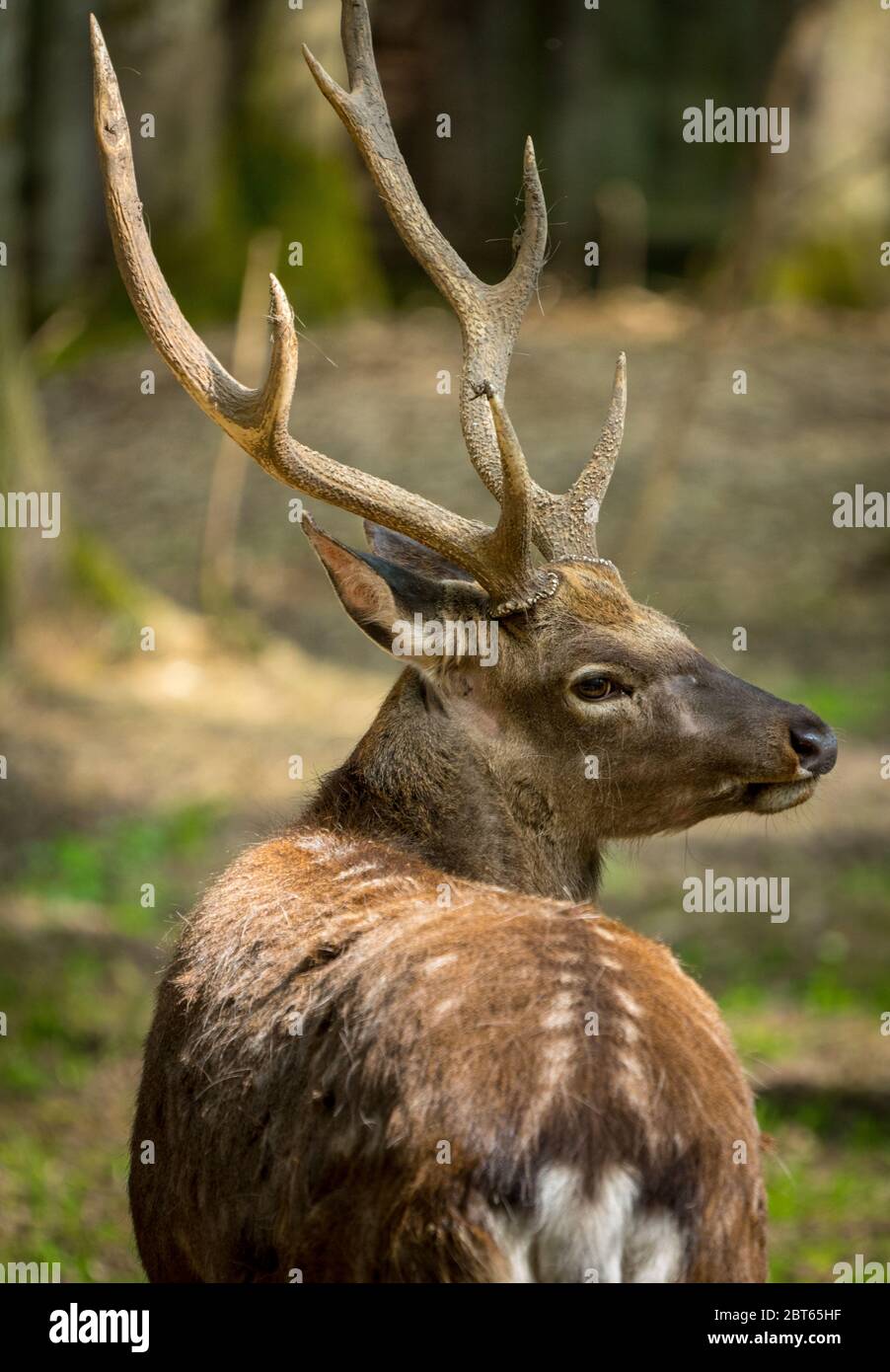 Sika deer Cervus nippon also known as the spotted deer male portrait ...