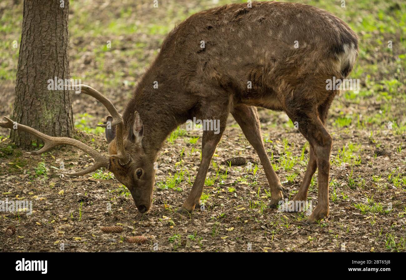 Sika deer Cervus nippon also known as the spotted deer male portrait ...
