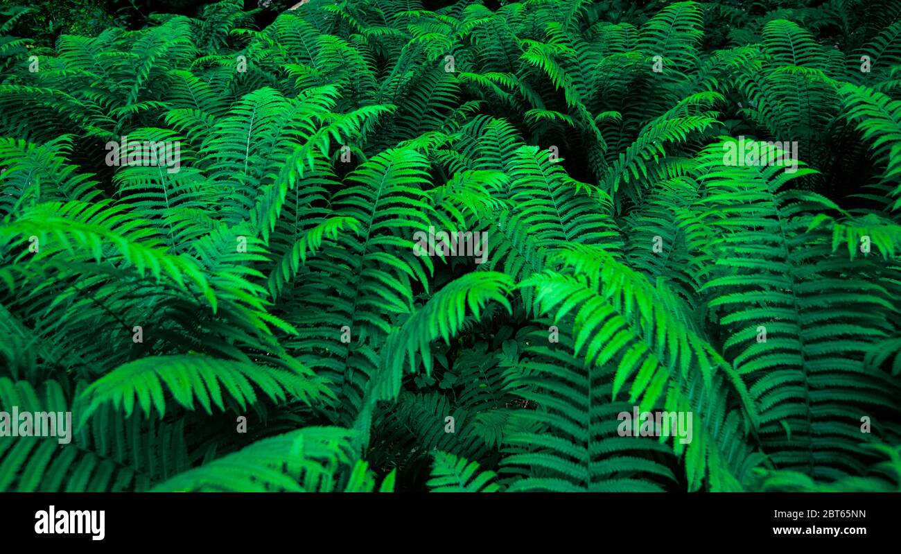 forest thickets of ferns. botany banner. texture background Stock Photo ...