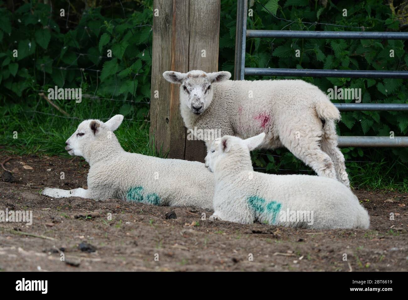 Three Lambs on a farm Stock Photo - Alamy
