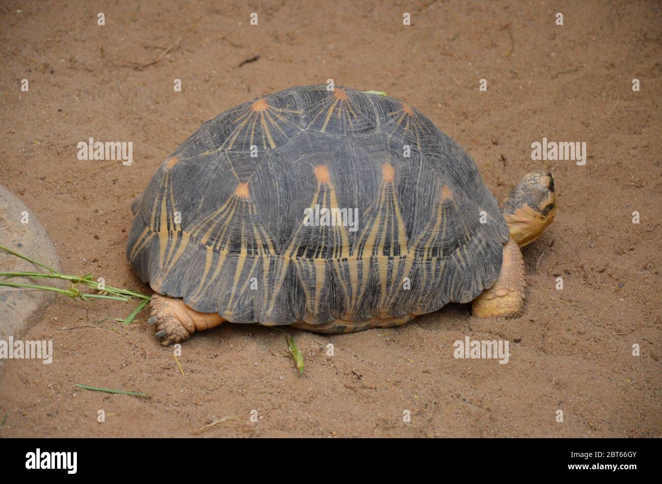 Land Tortoise walking in Sand Stock Photo - Alamy