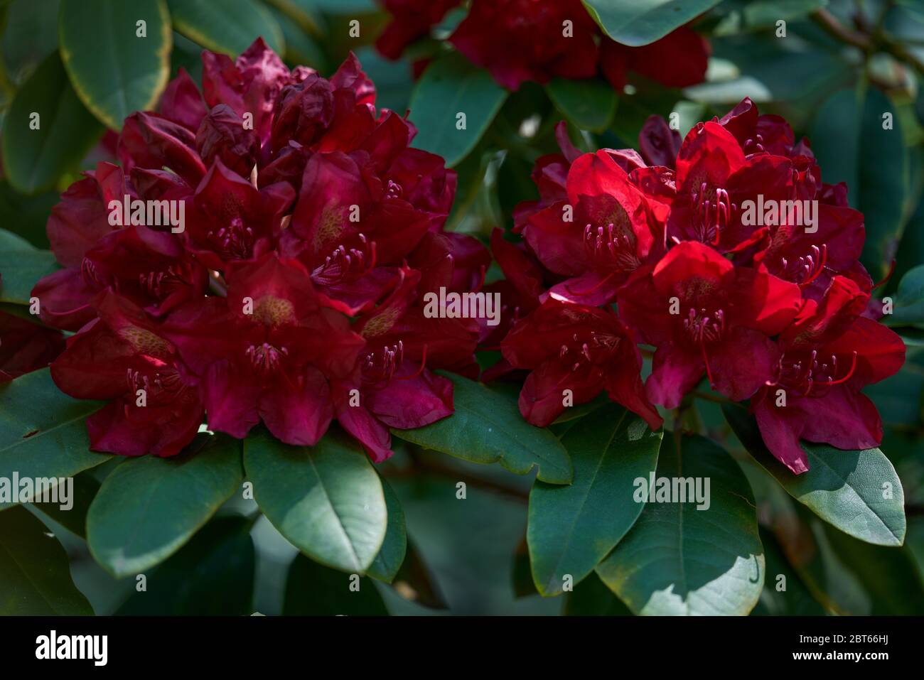 Lush rhododendron scarlet blossom close up Rhododendron Francesca Stock ...