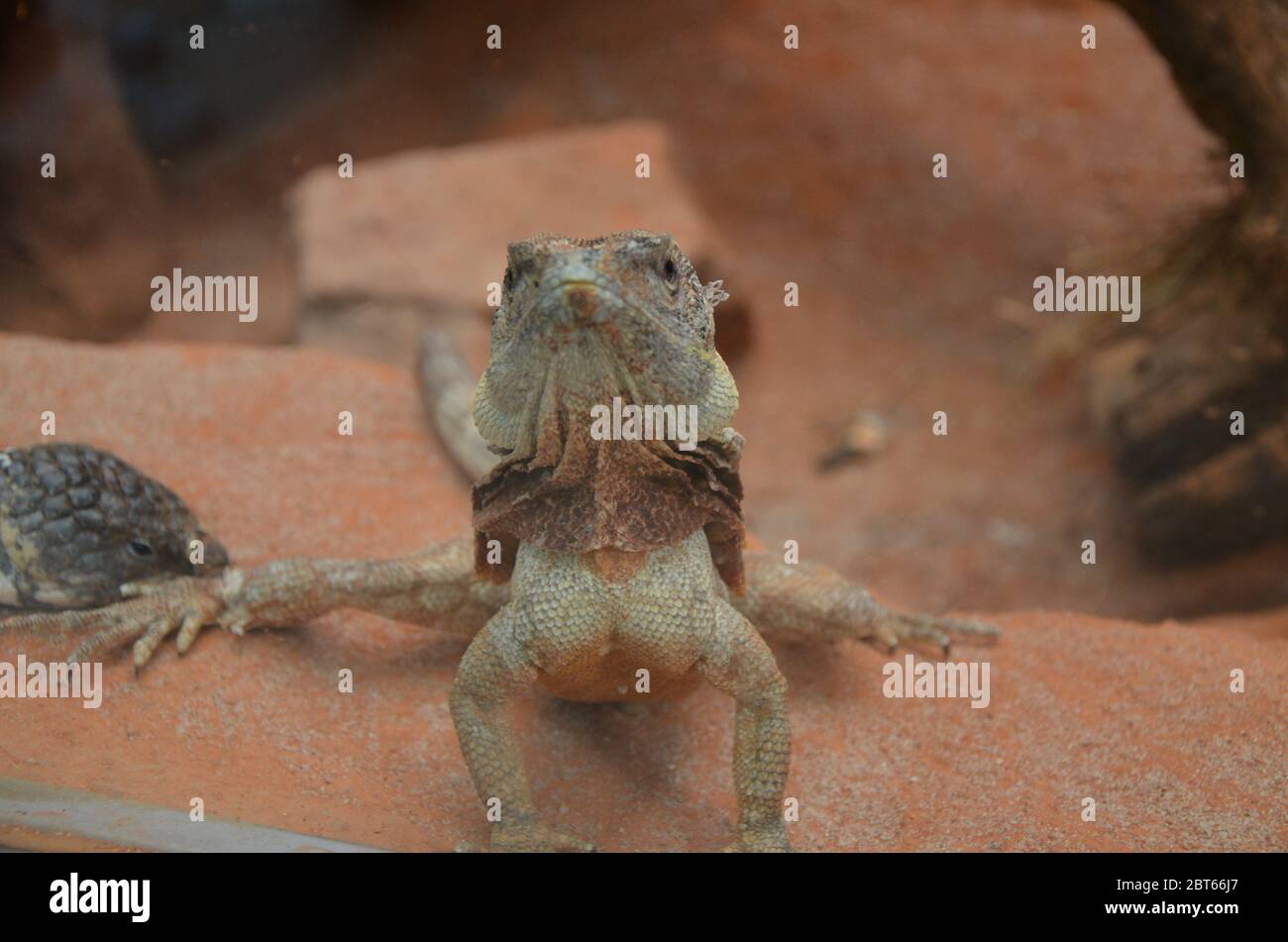 Australian native Jacky Dragon lizard, Amphibolurus muricatus Stock ...