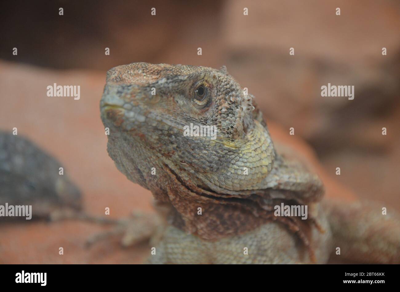 Australian native Jacky Dragon lizard, Amphibolurus muricatus Stock ...