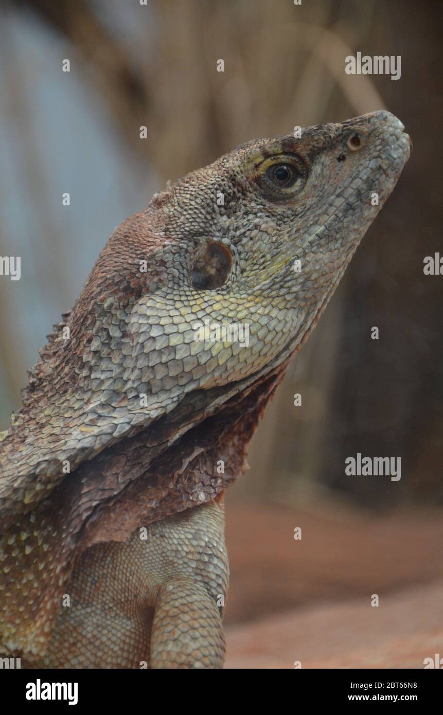 Australian native Jacky Dragon lizard, Amphibolurus muricatus Stock ...