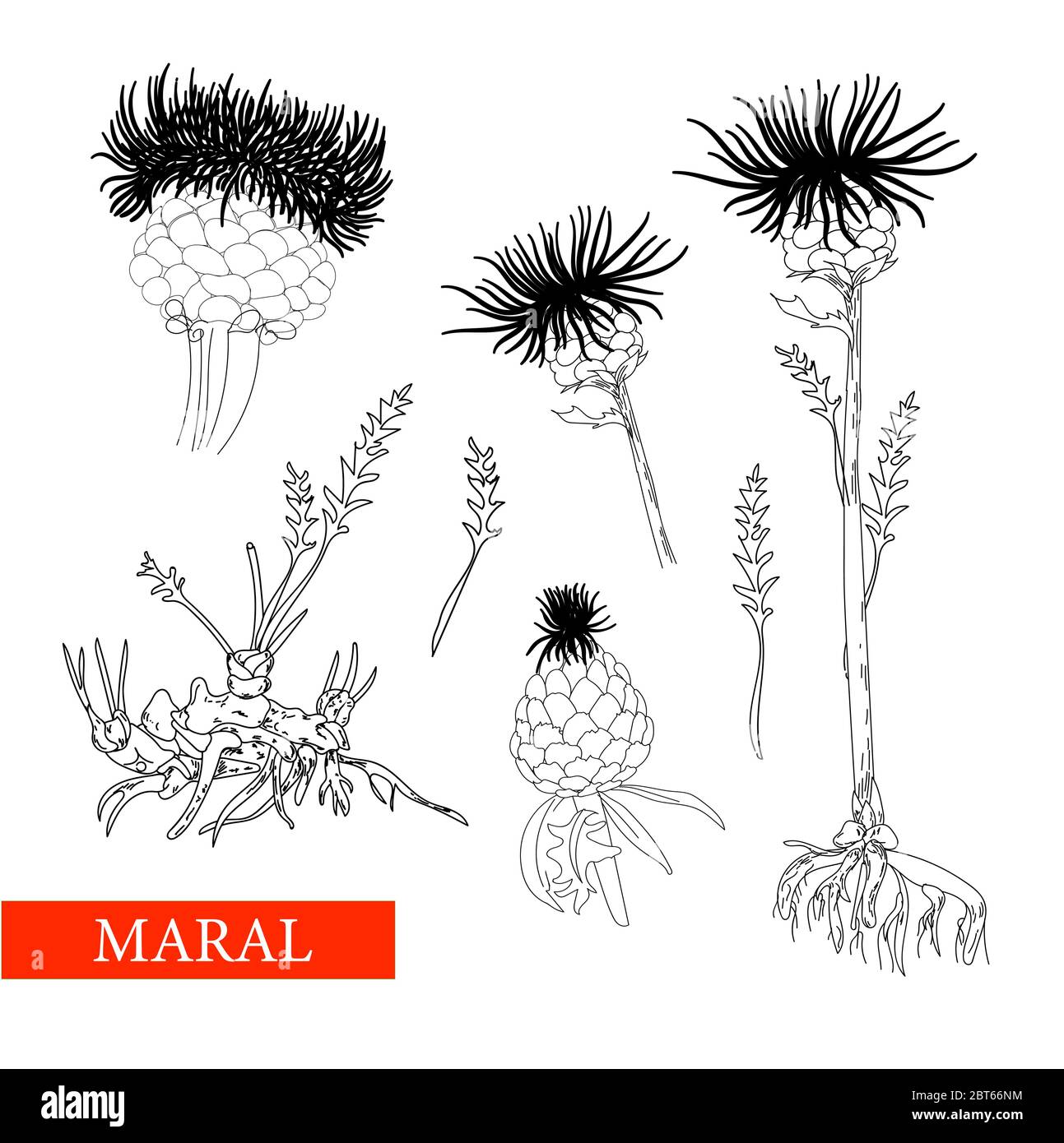 perennial herbaceous plant family Astral, maral root, maral. Linear ...