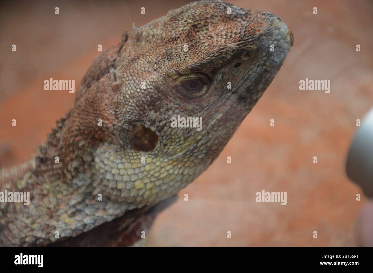 Australian native Jacky Dragon lizard, Amphibolurus muricatus Stock ...