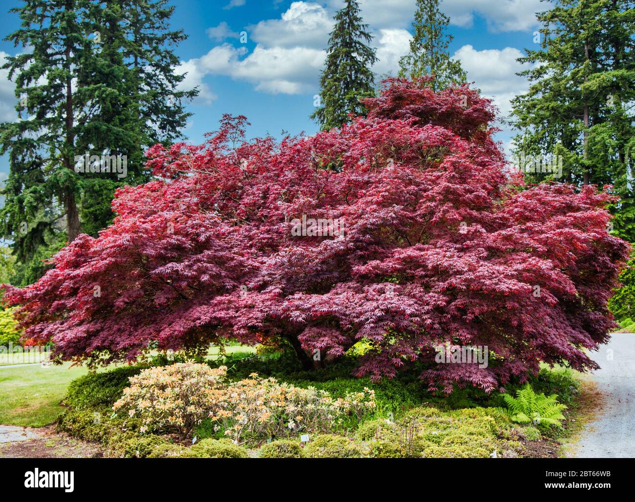 Massive Japanese Maple Tree Stock Photo - Alamy