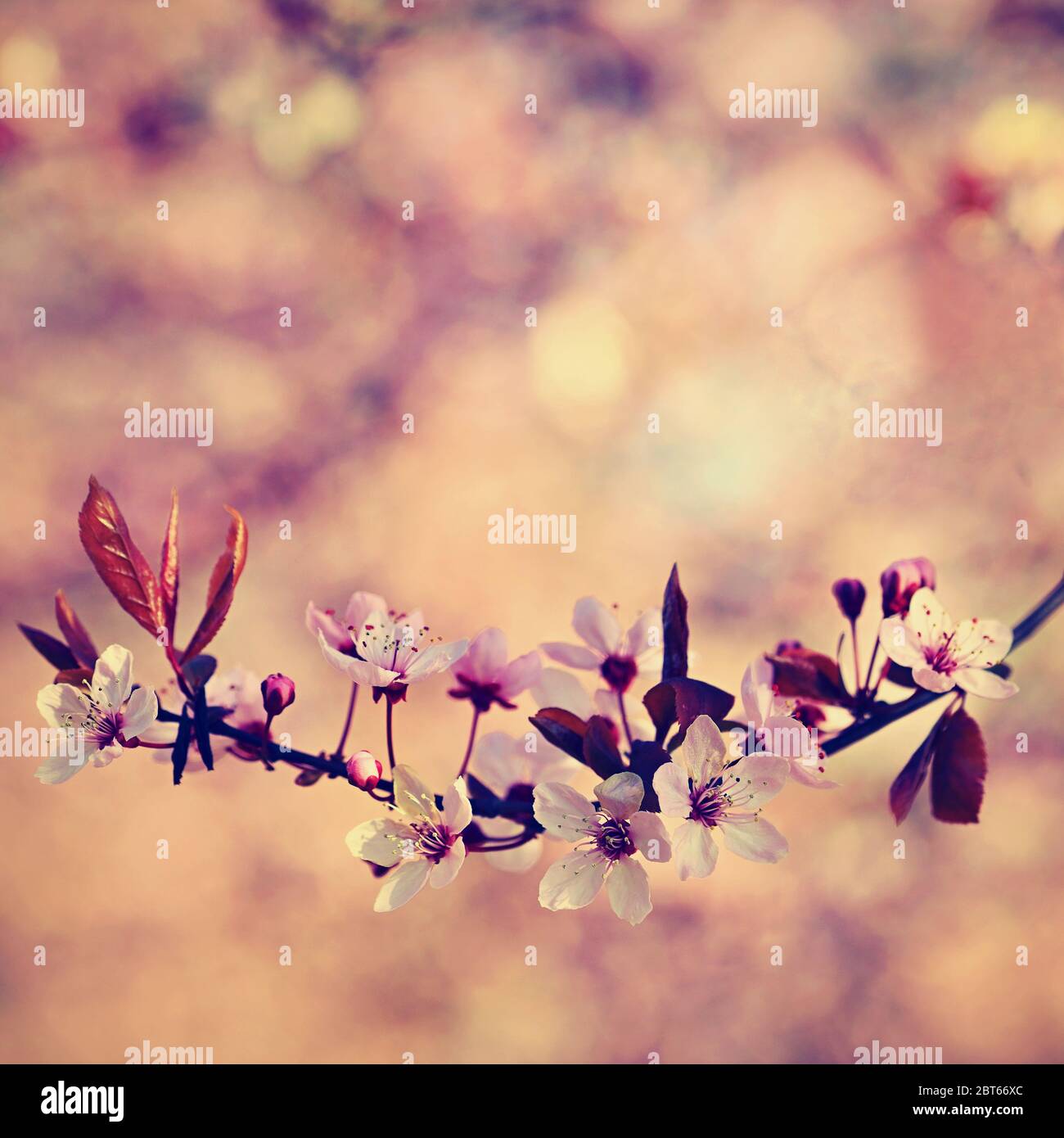 Spring - Springtime. Japanese cherry Sakura. Beautifully blooming ...