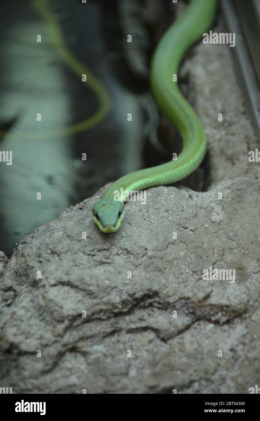 Philodryas baroni, Long Nosed Snake Stock Photo - Alamy