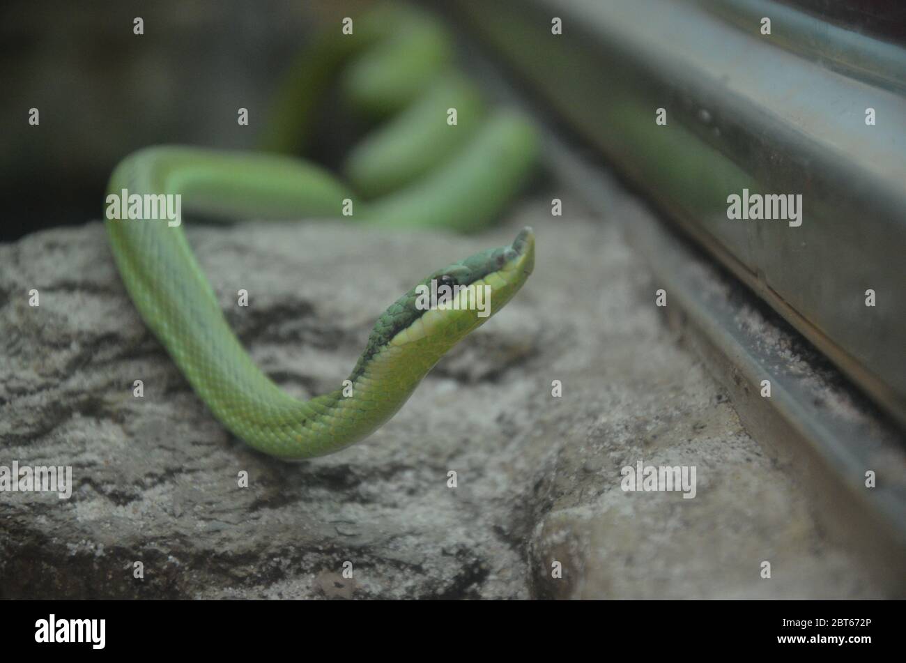 Philodryas baroni, Long Nosed Snake Stock Photo - Alamy
