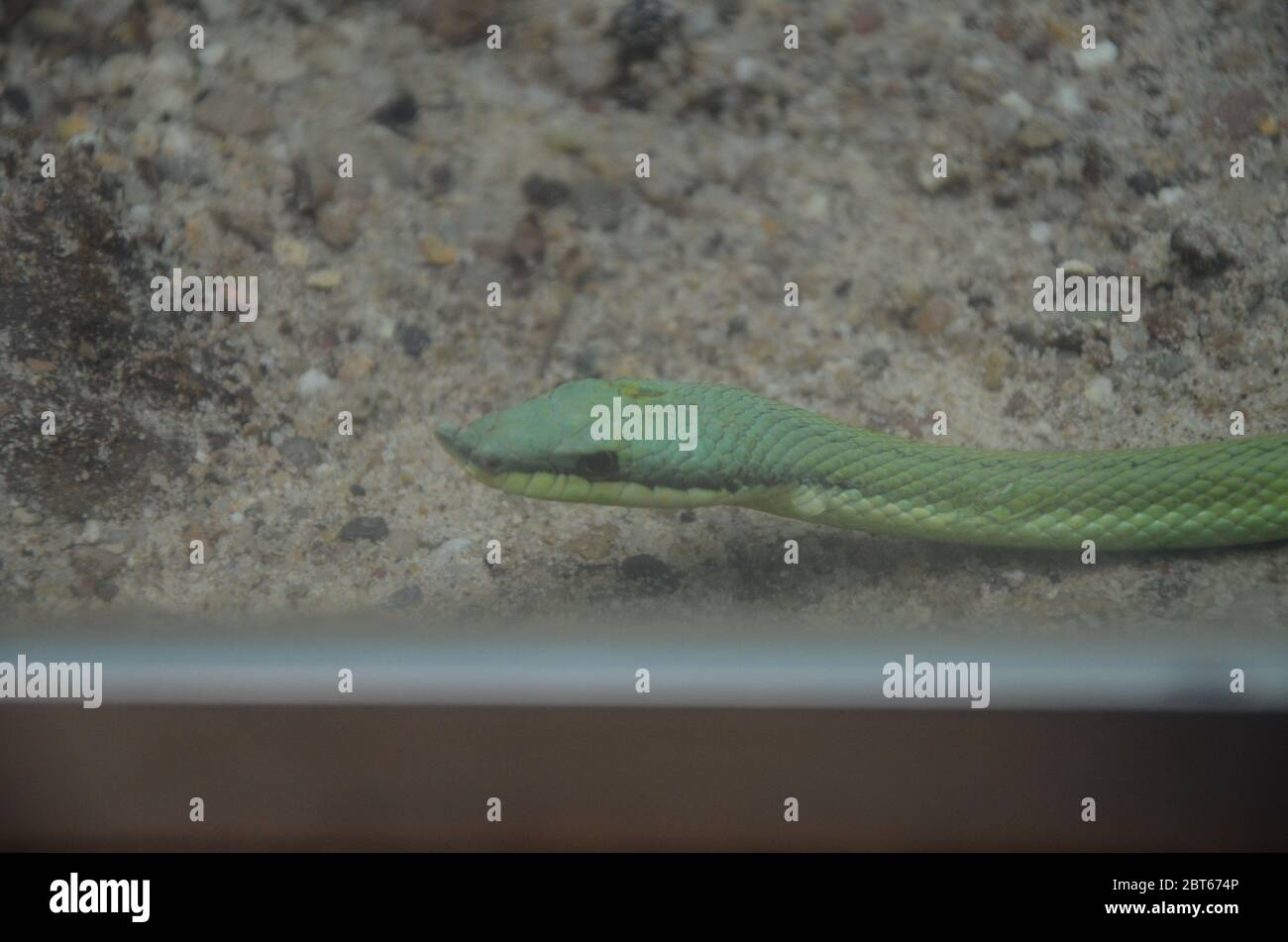 Philodryas baroni, Long Nosed Snake Stock Photo - Alamy