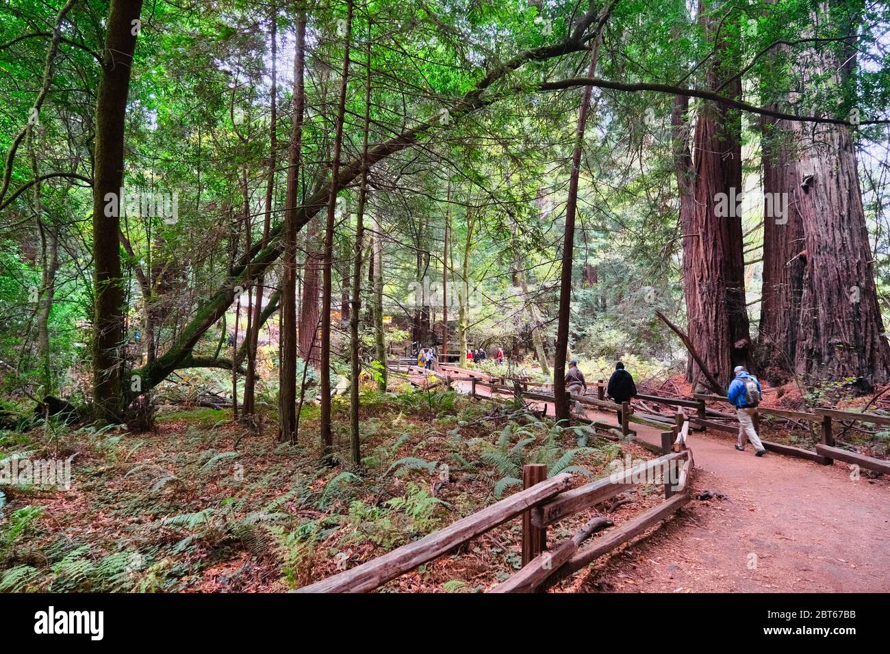 Walking Through Redwood Forest Stock Photo - Alamy