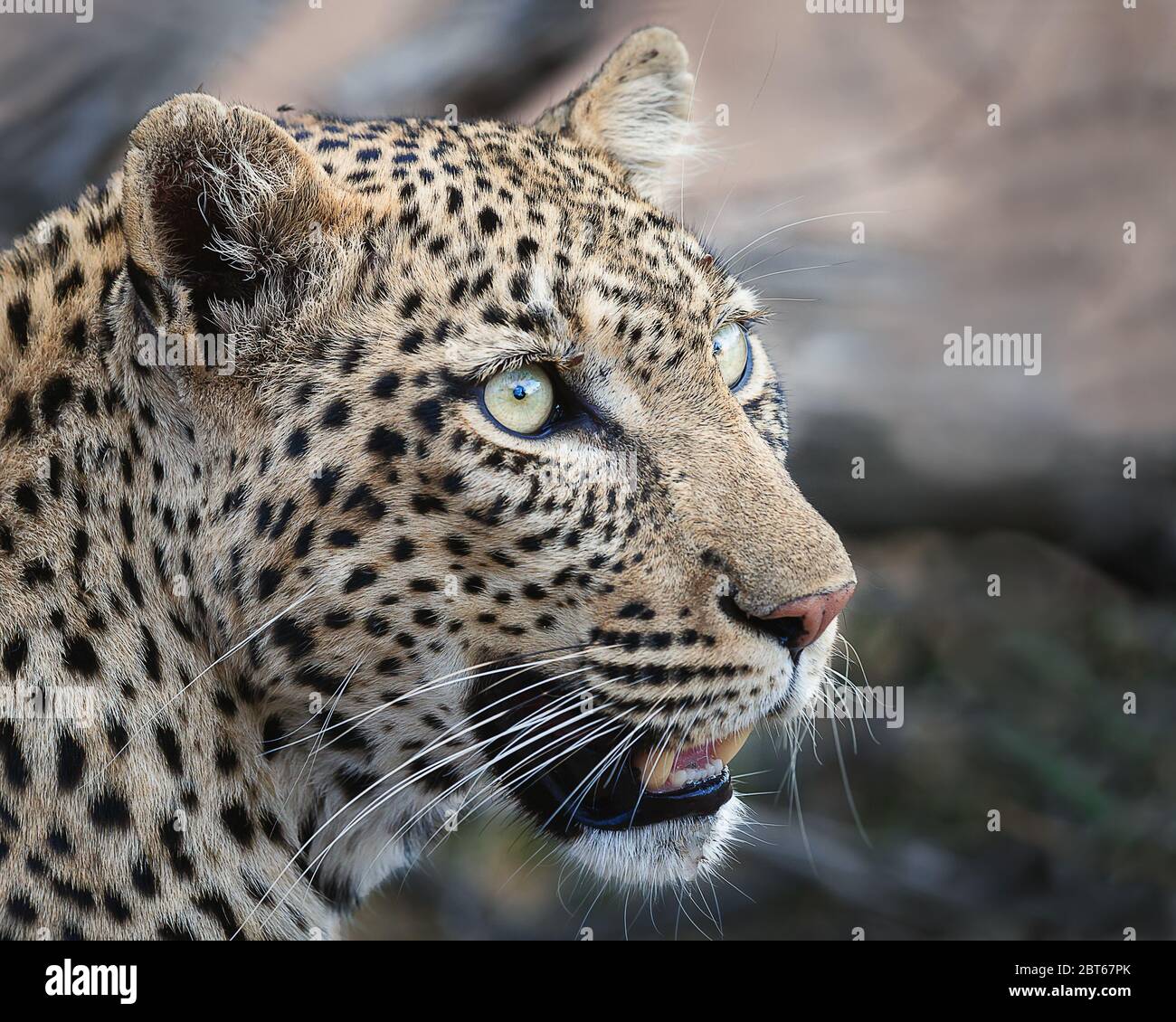 Big five species hi-res stock photography and images - Alamy