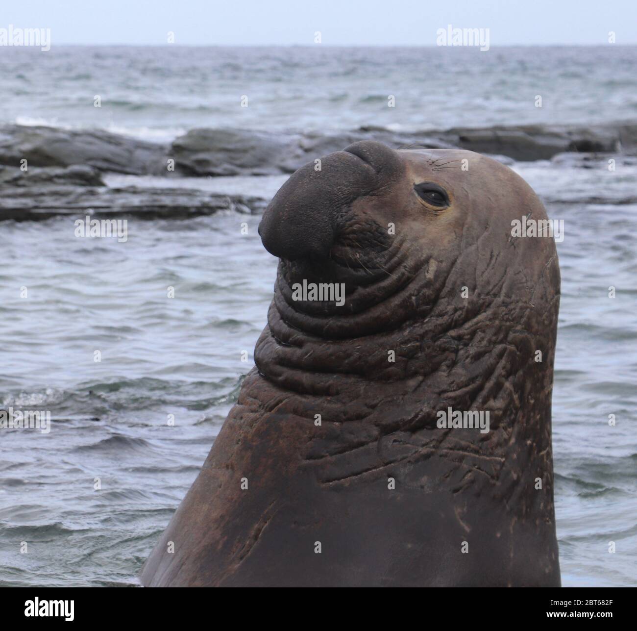 Sarcastic seal hi-res stock photography and images - Alamy