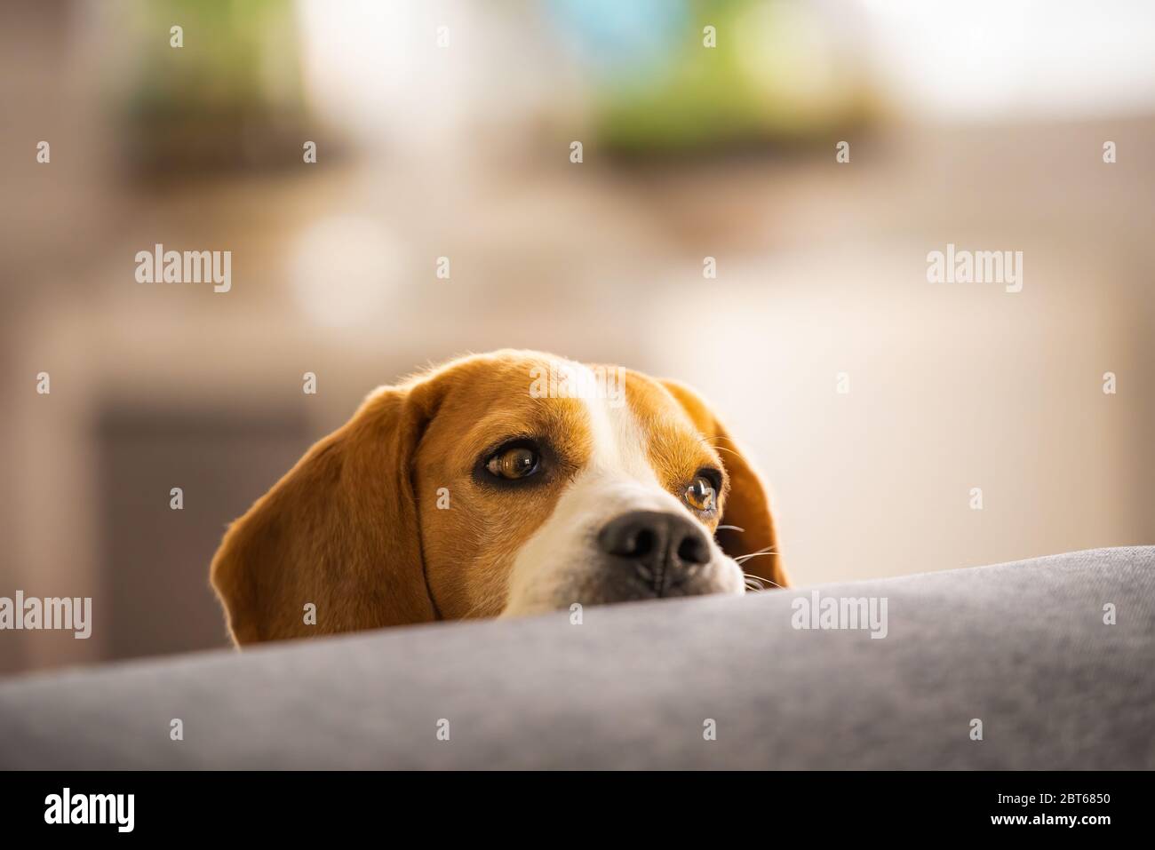 Falling asleep on sofa hi-res stock photography and images - Alamy