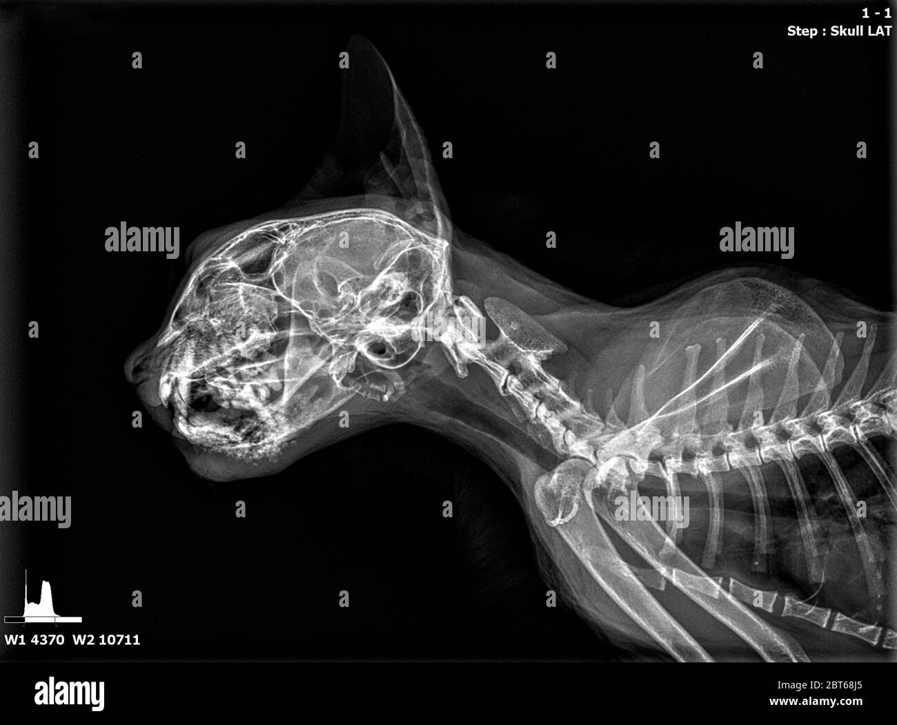 Radiography of the cat Black and White Stock Photos & Images - Alamy