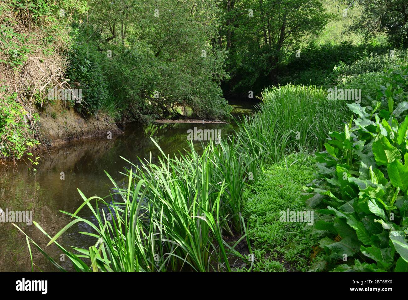 The River Mole in May in Horley in Surrey Stock Photo - Alamy