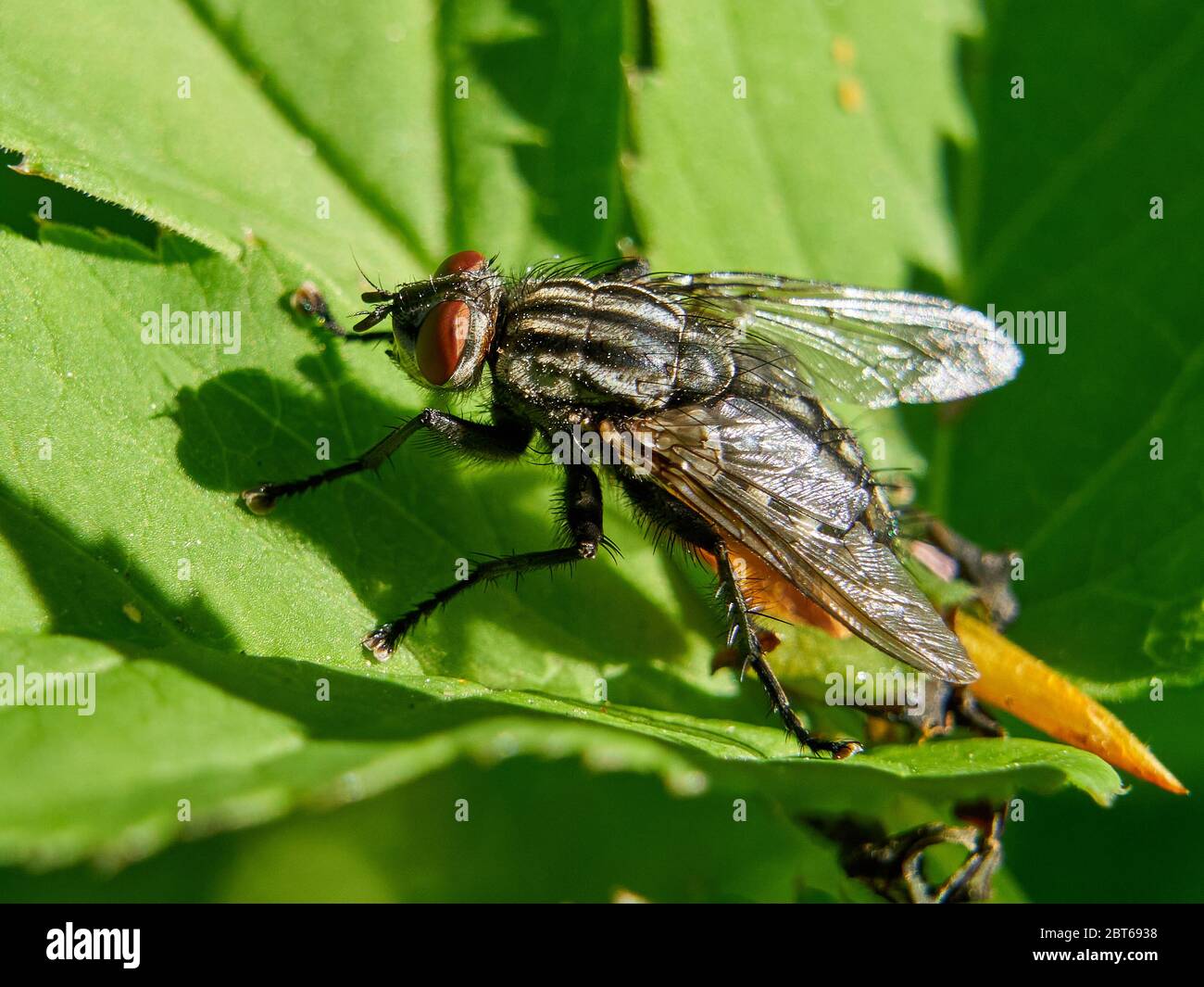Common flesh hi-res stock photography and images - Alamy