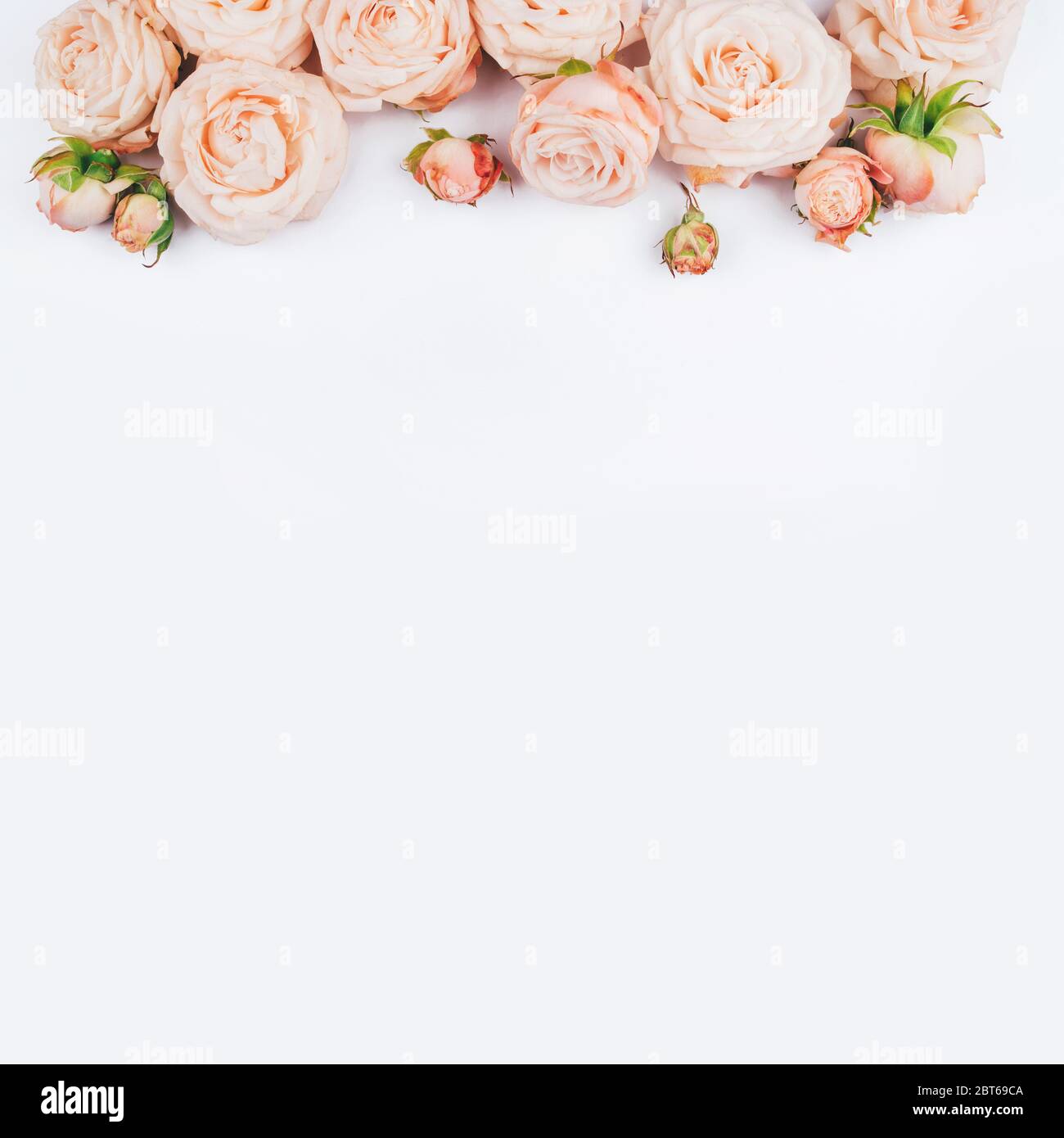 Spring background. Rose flowers on a white background Stock Photo - Alamy