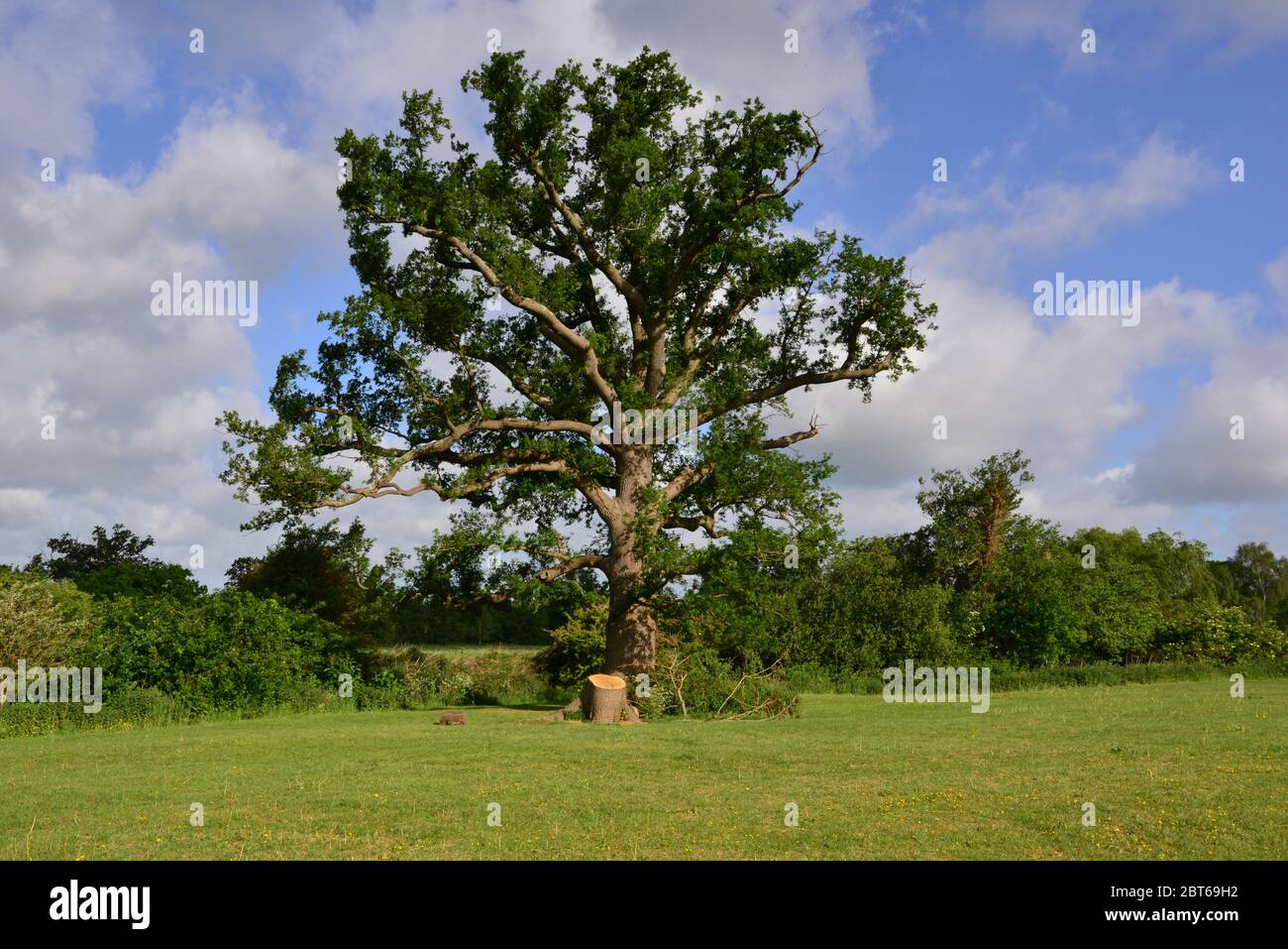 A large Oak tree on a windy day in Horley, Surrey in Springtime Stock ...
