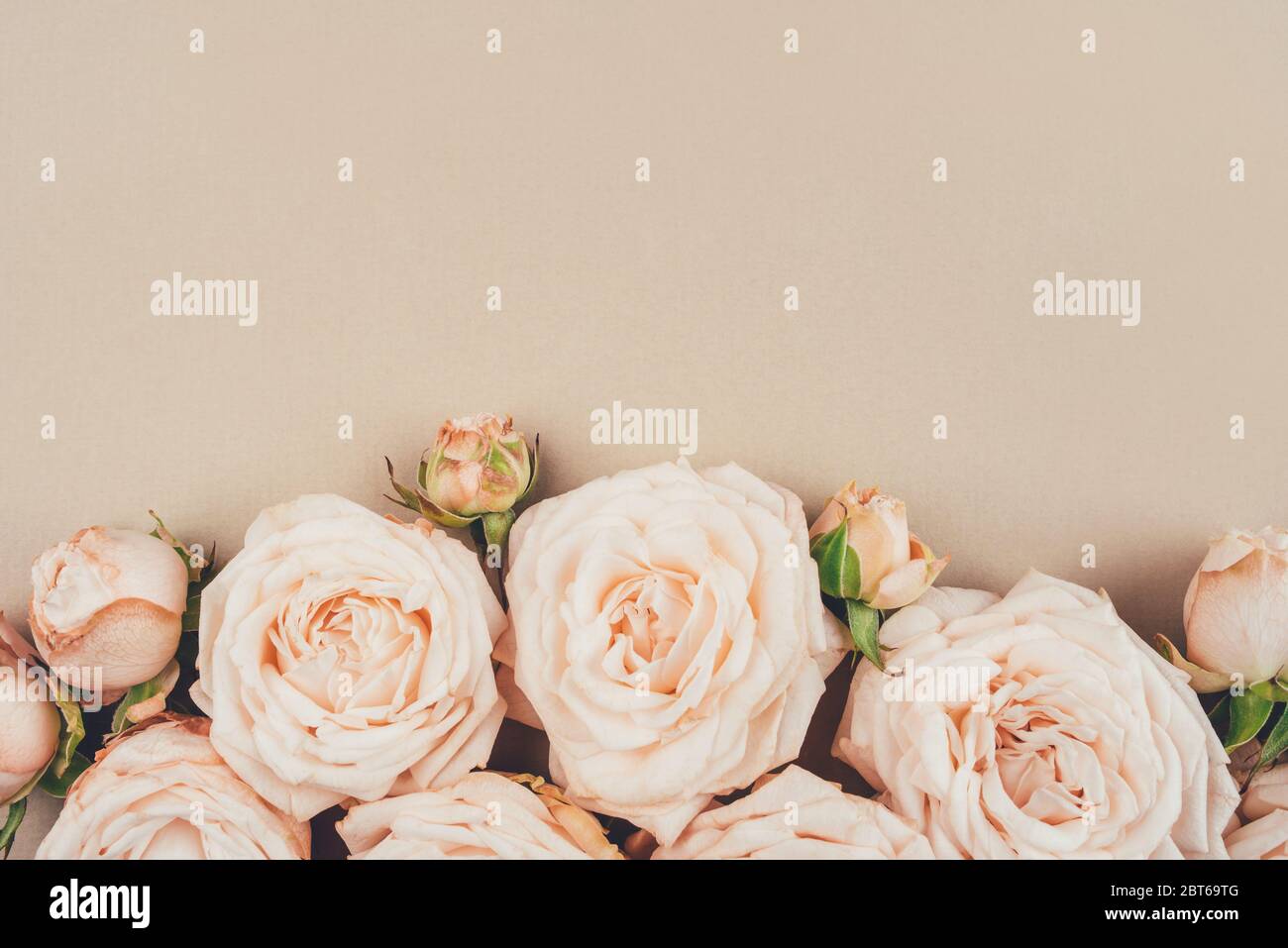 Spring background. Rose flowers on a beige background Stock Photo - Alamy