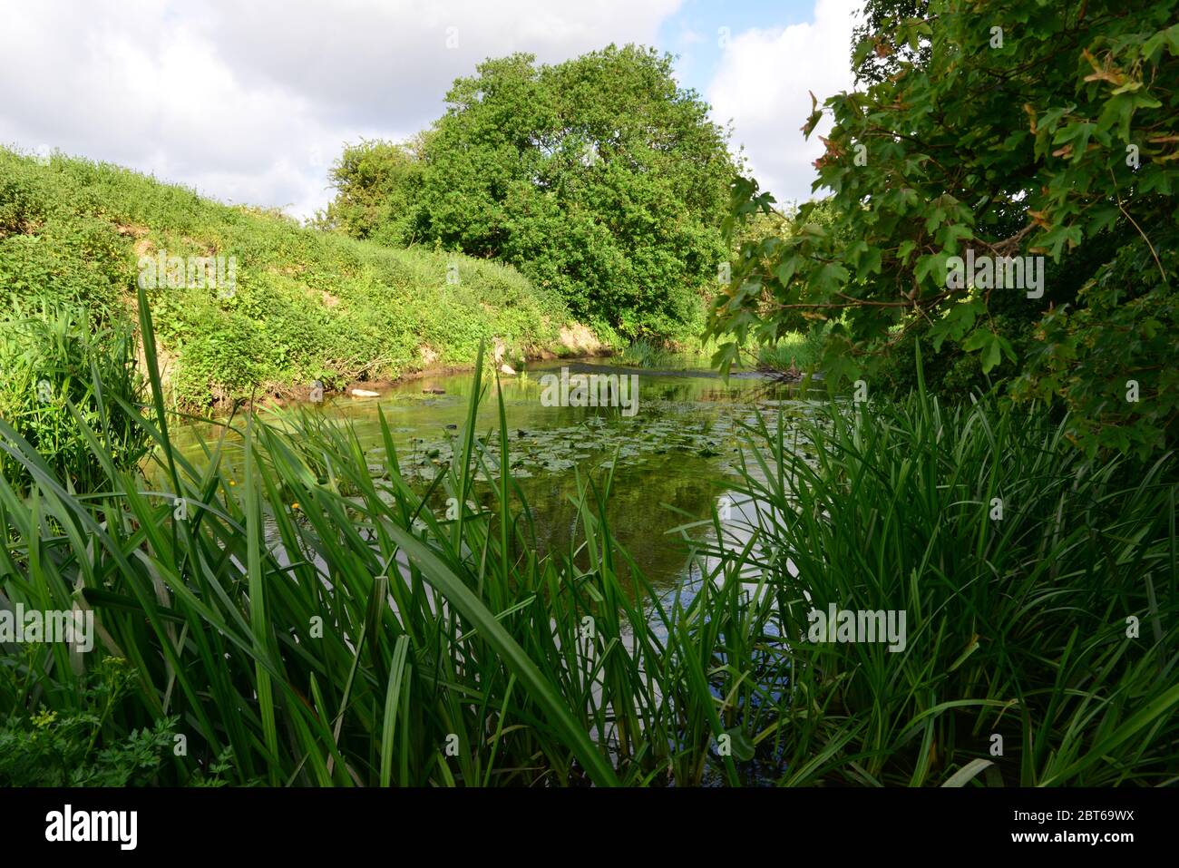 The River Mole in May in Horley in Surrey Stock Photo - Alamy