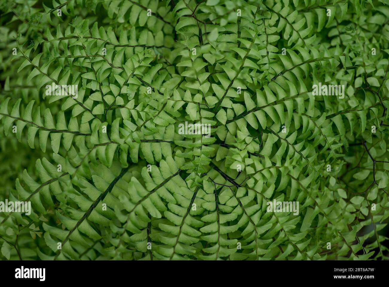 Gymnocarpium hi-res stock photography and images - Alamy