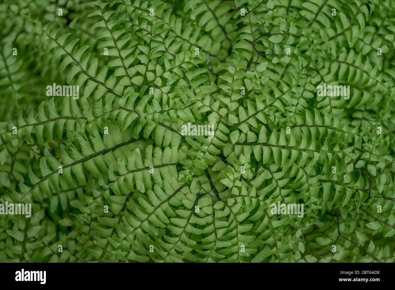 Gymnocarpium hi-res stock photography and images - Alamy