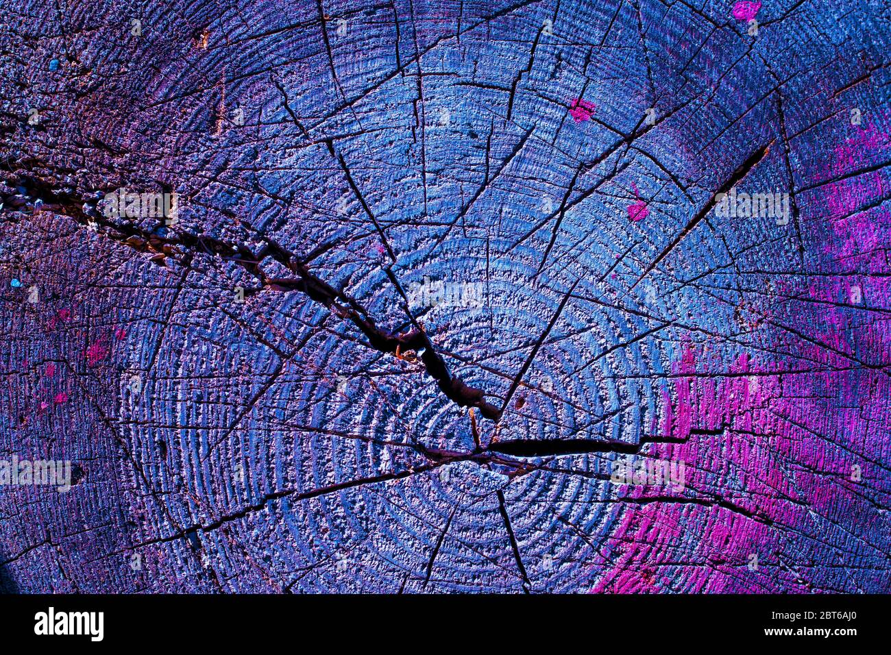 Multicolor stump in section background. Wood blue and pink texture ...