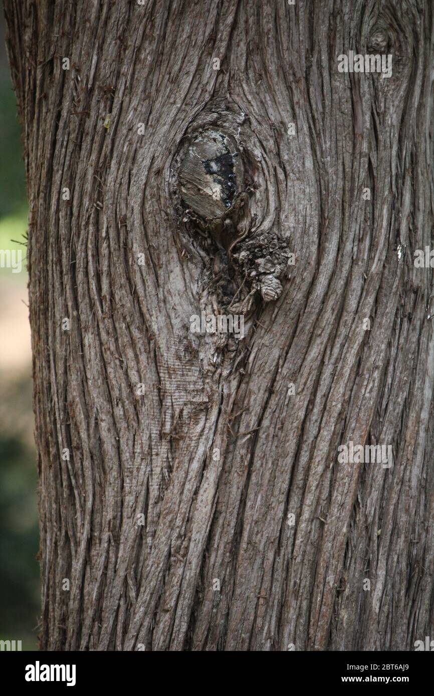 Stringy bark tree hi-res stock photography and images - Alamy