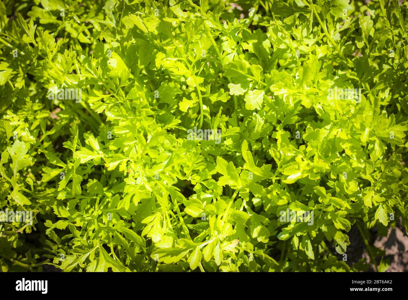 Parsley in sun grows in garden. Organic green food background. Natural ...