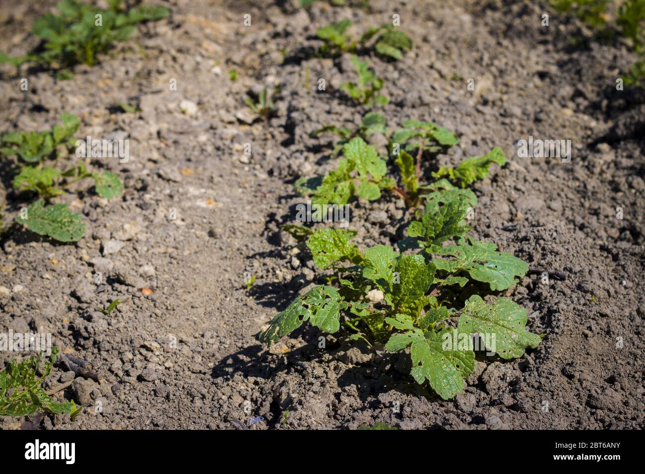 Radish in sun rays grows in garden. Organic green food background ...
