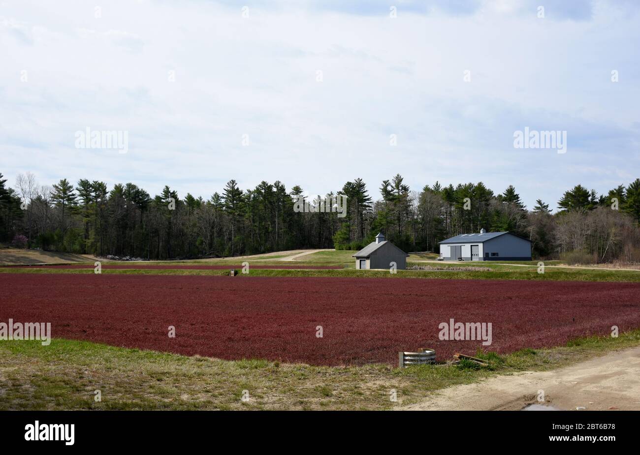 Amazing scenic views of a cranberry bog landscape Stock Photo - Alamy