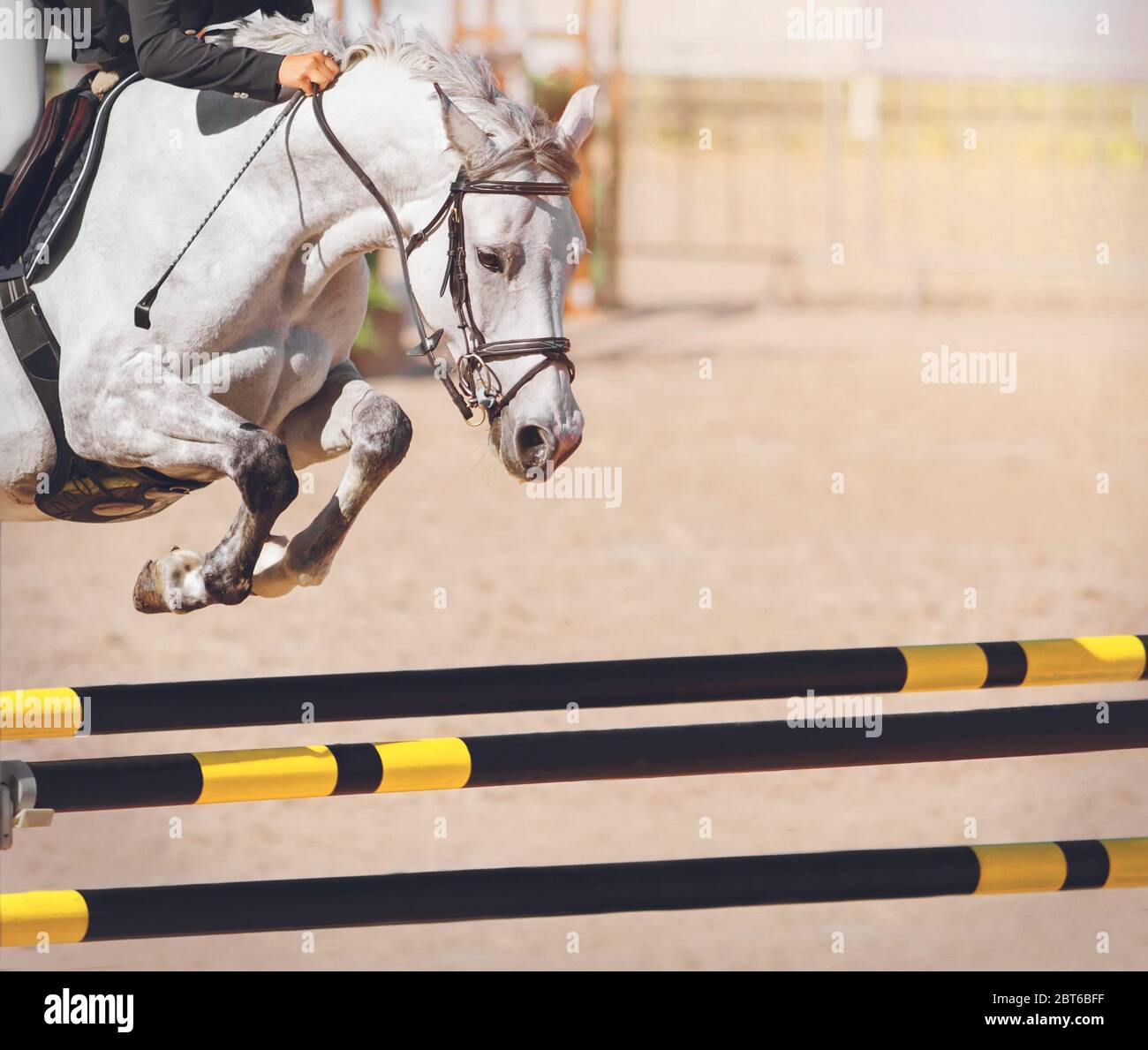 A fast white racehorse with a rider in the saddle jumps over the yellow ...