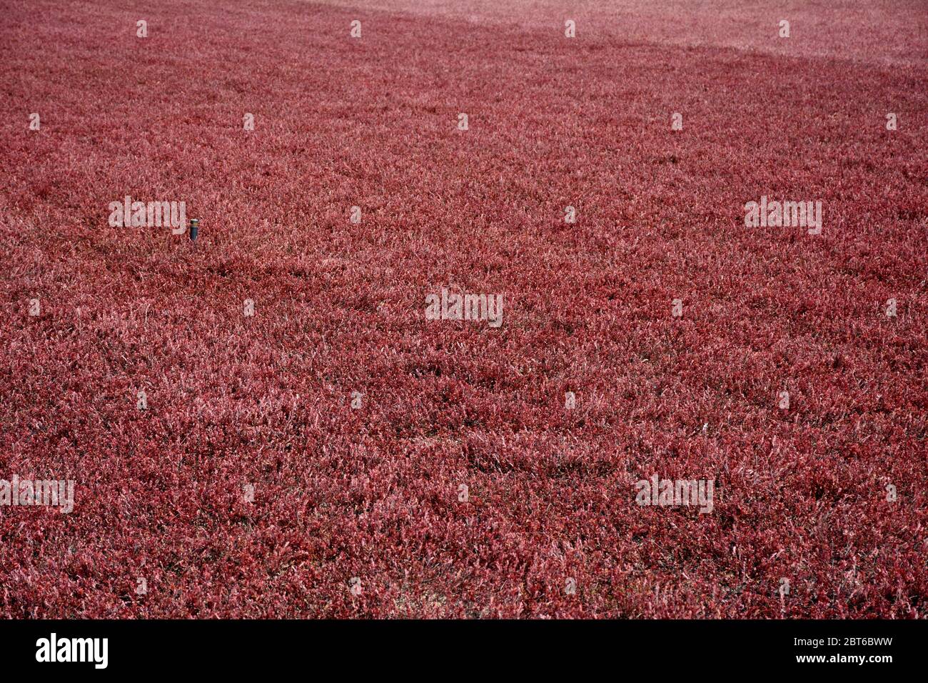 Cranberry bogs hi-res stock photography and images - Alamy