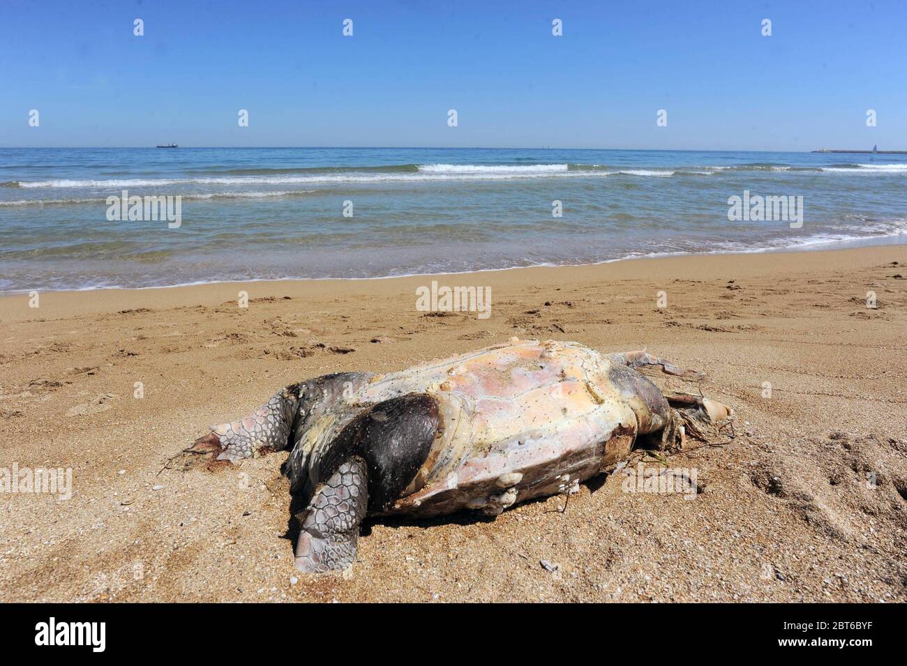 San francesco saverio hi-res stock photography and images - Alamy
