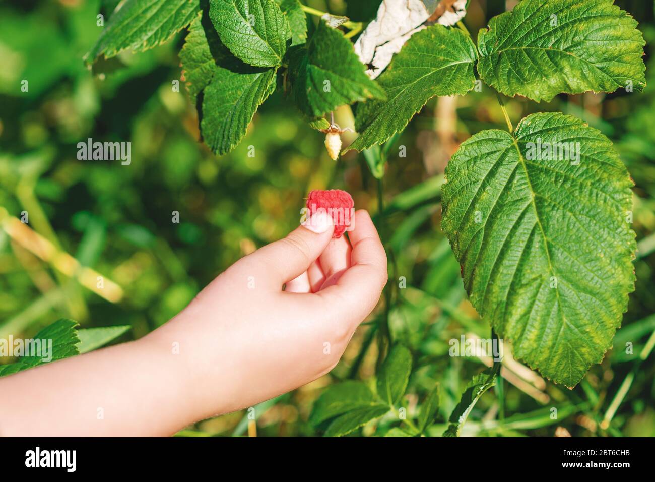 Hand of child picking red raspberry from a bush in a garden. Raspberry ...