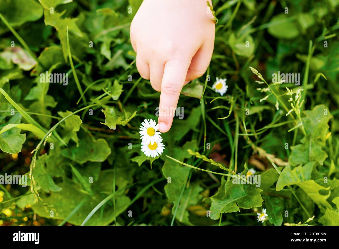 Top view of finger of child touching the wide daisy flower Stock Photo ...