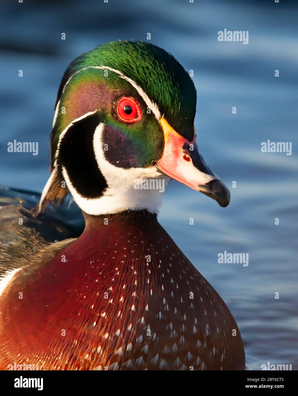 Wood duck winter plumage hi-res stock photography and images - Alamy