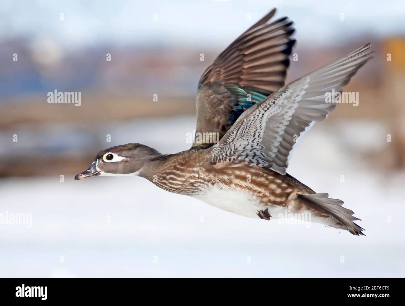 Wood duck flying hi-res stock photography and images - Alamy