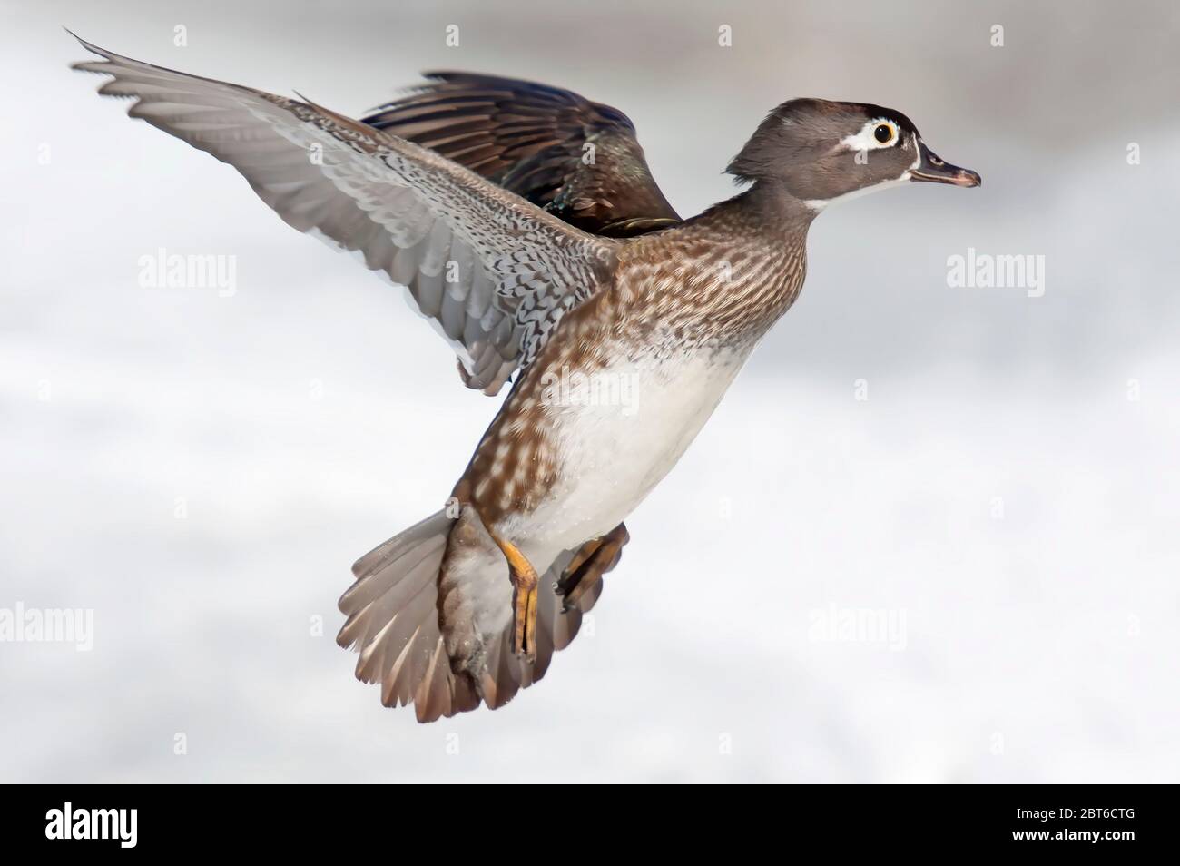 Wood Duck Flying