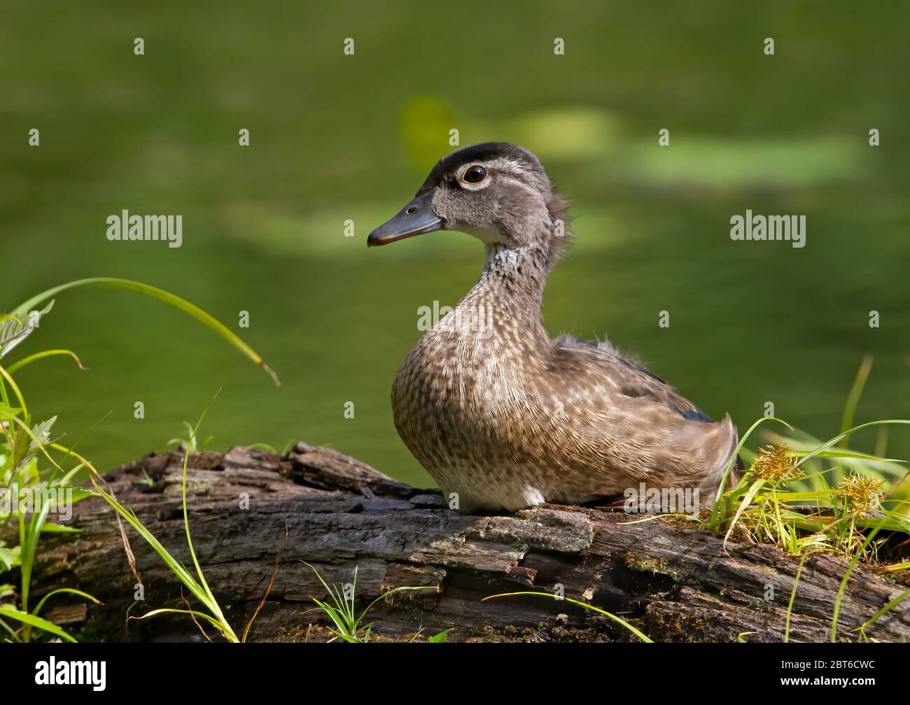 Resting duck on a log hi-res stock photography and images - Alamy