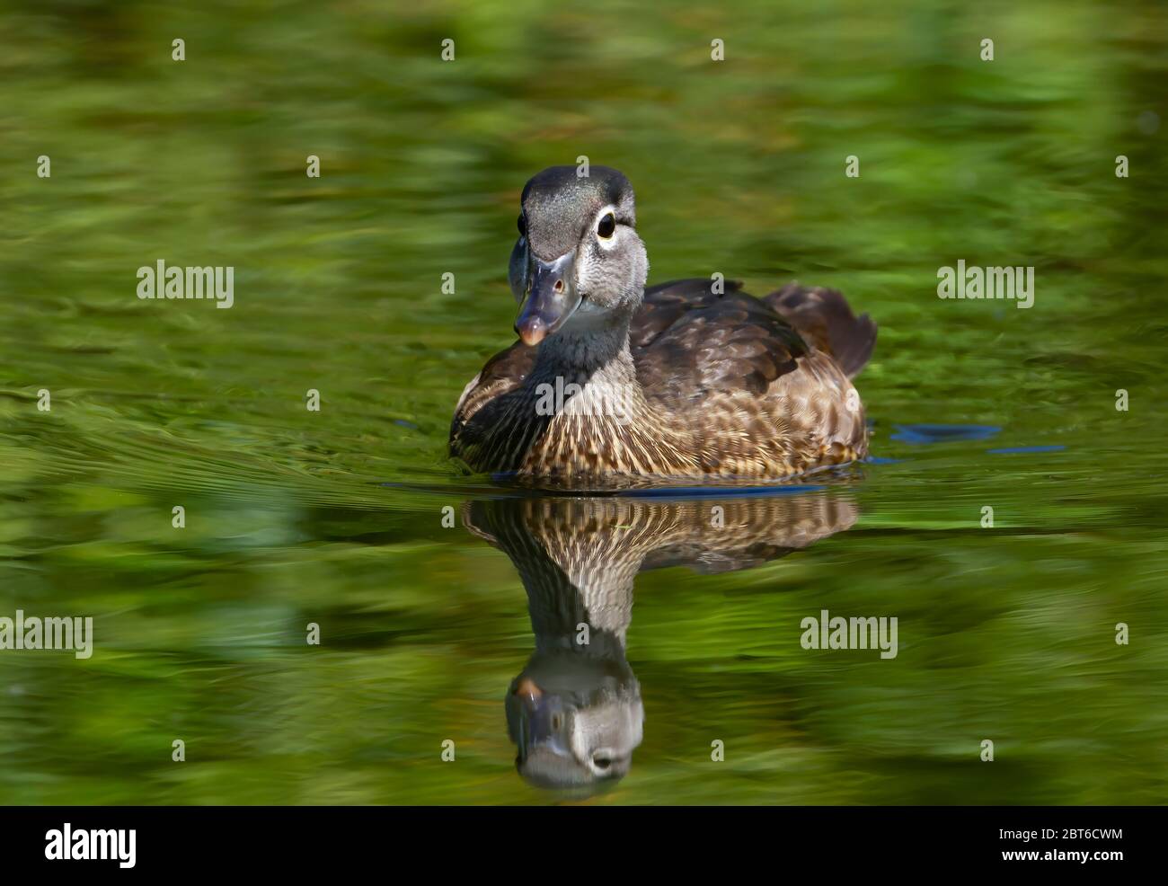 Female wood duck hi-res stock photography and images - Alamy