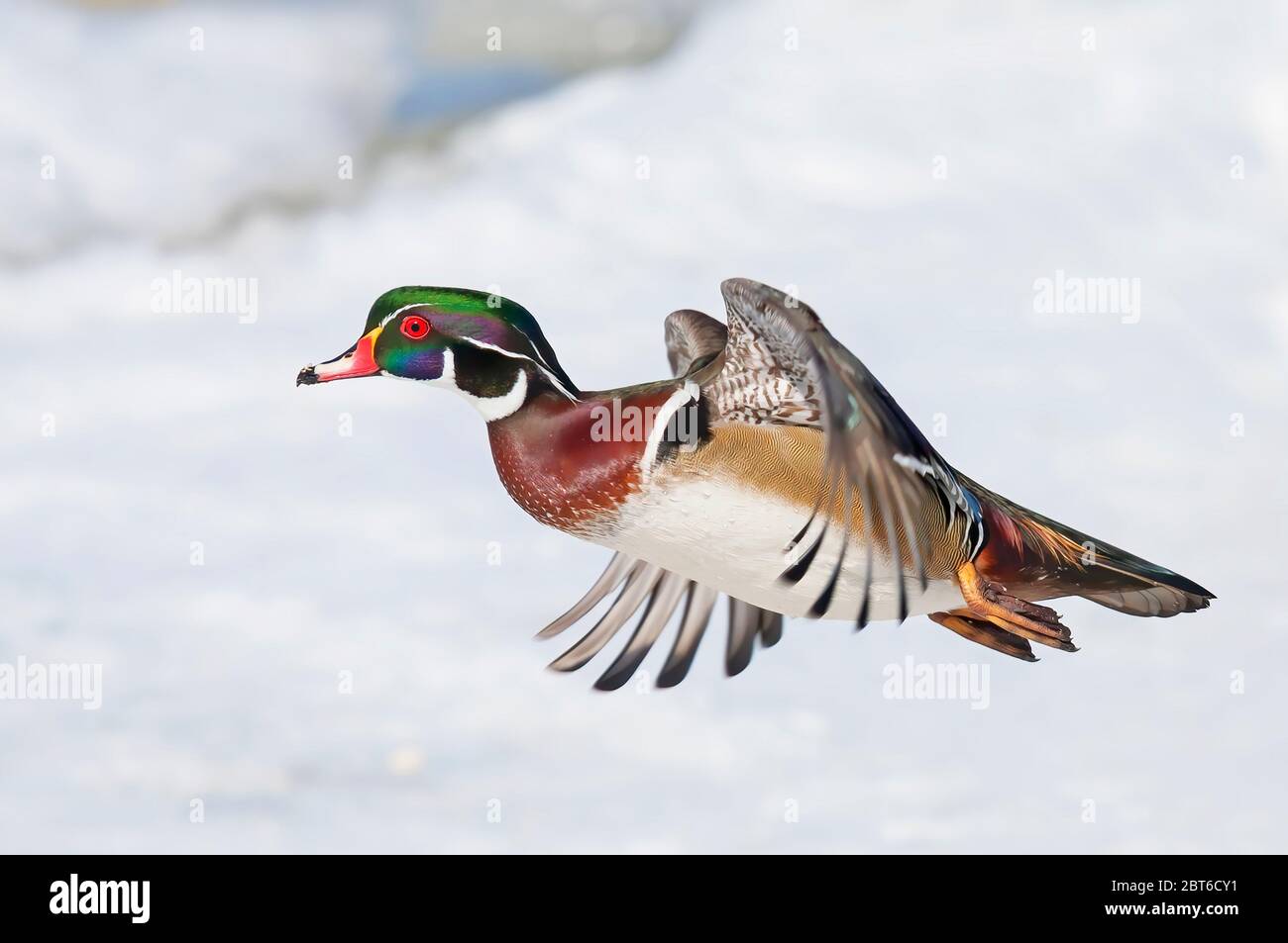 Wood duck male (Aix sponsa) with colourful wings taking flight over the ...