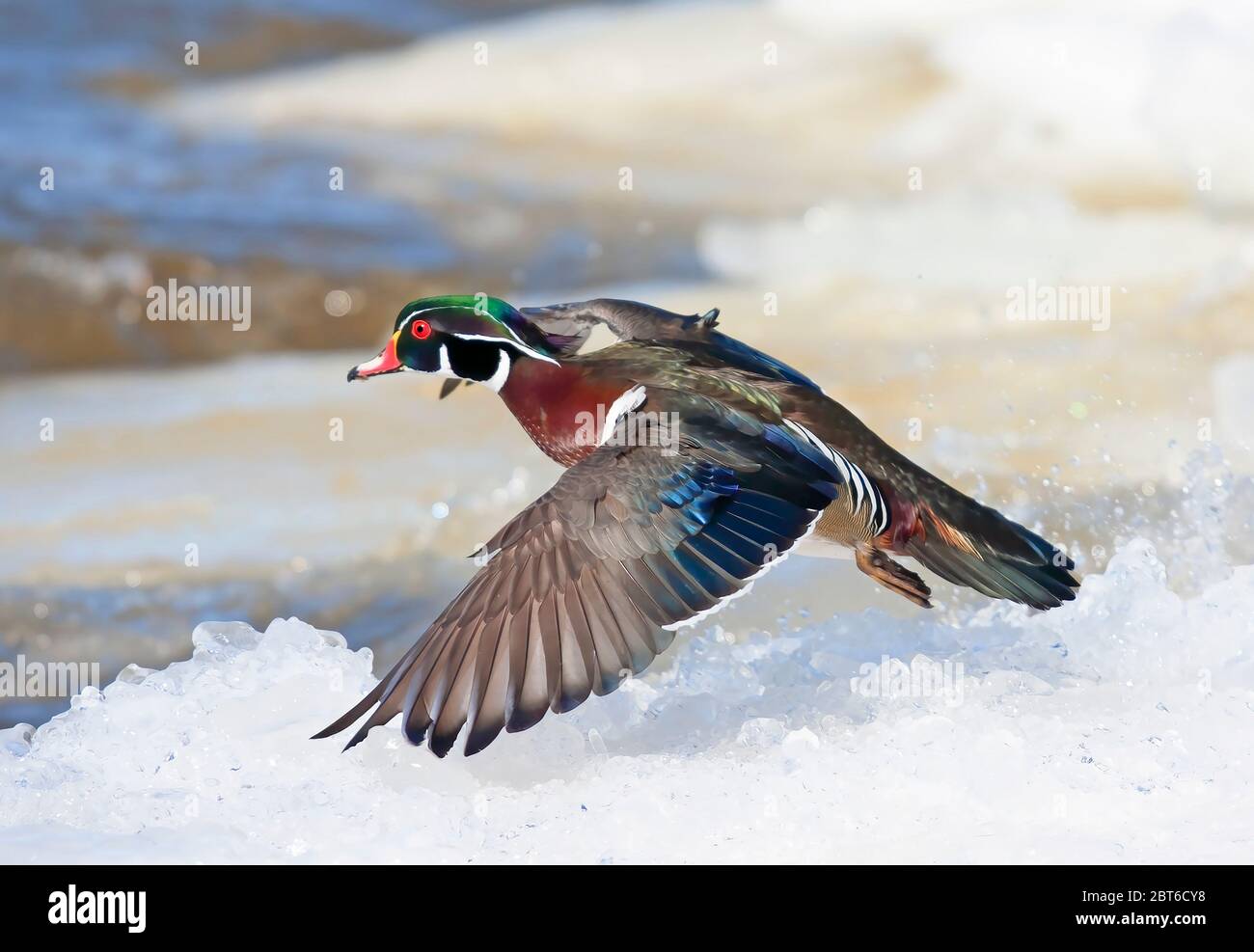 Wood duck male (Aix sponsa) with colourful wings taking flight over the ...