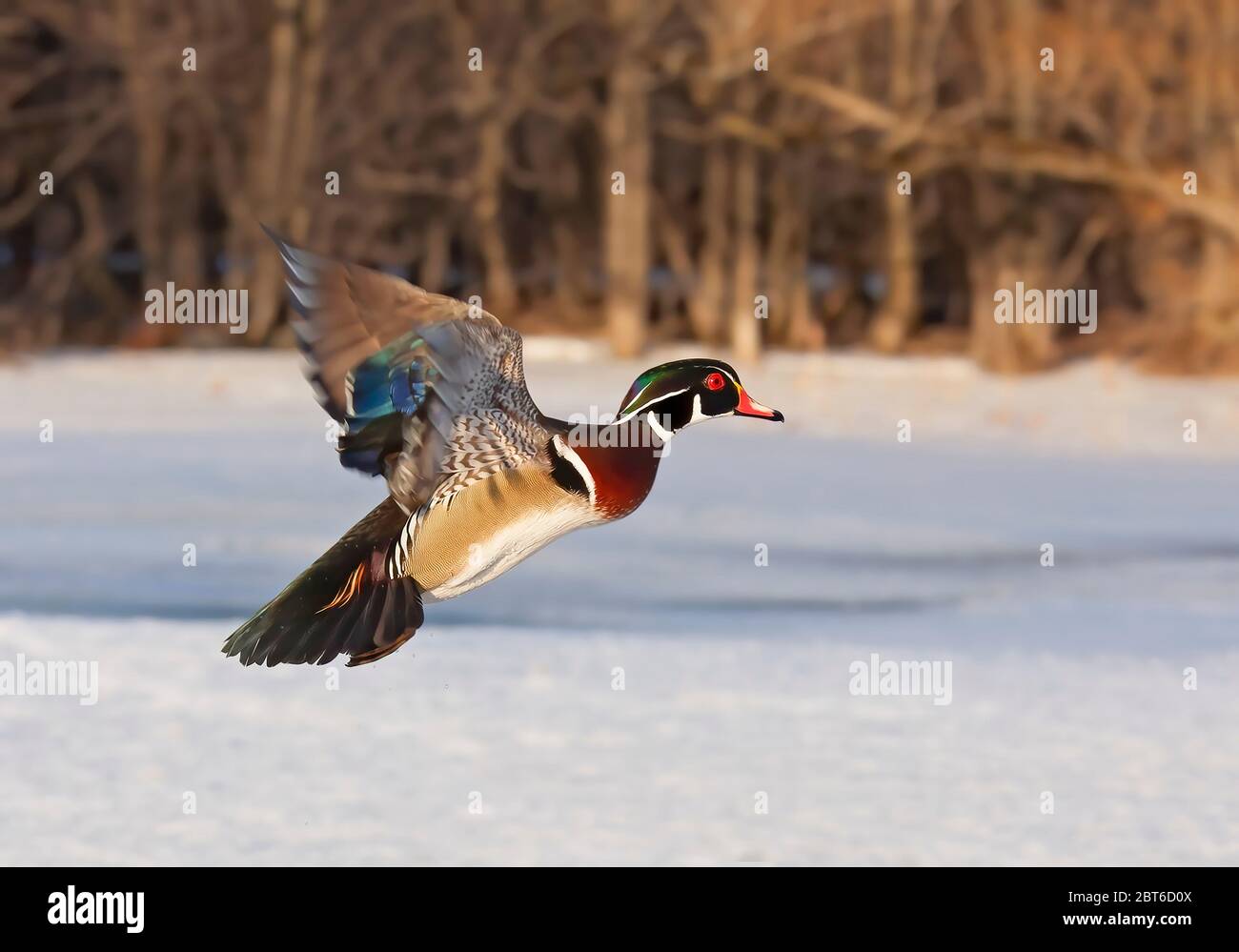 Wood duck male (Aix sponsa) with colourful wings taking flight over the ...