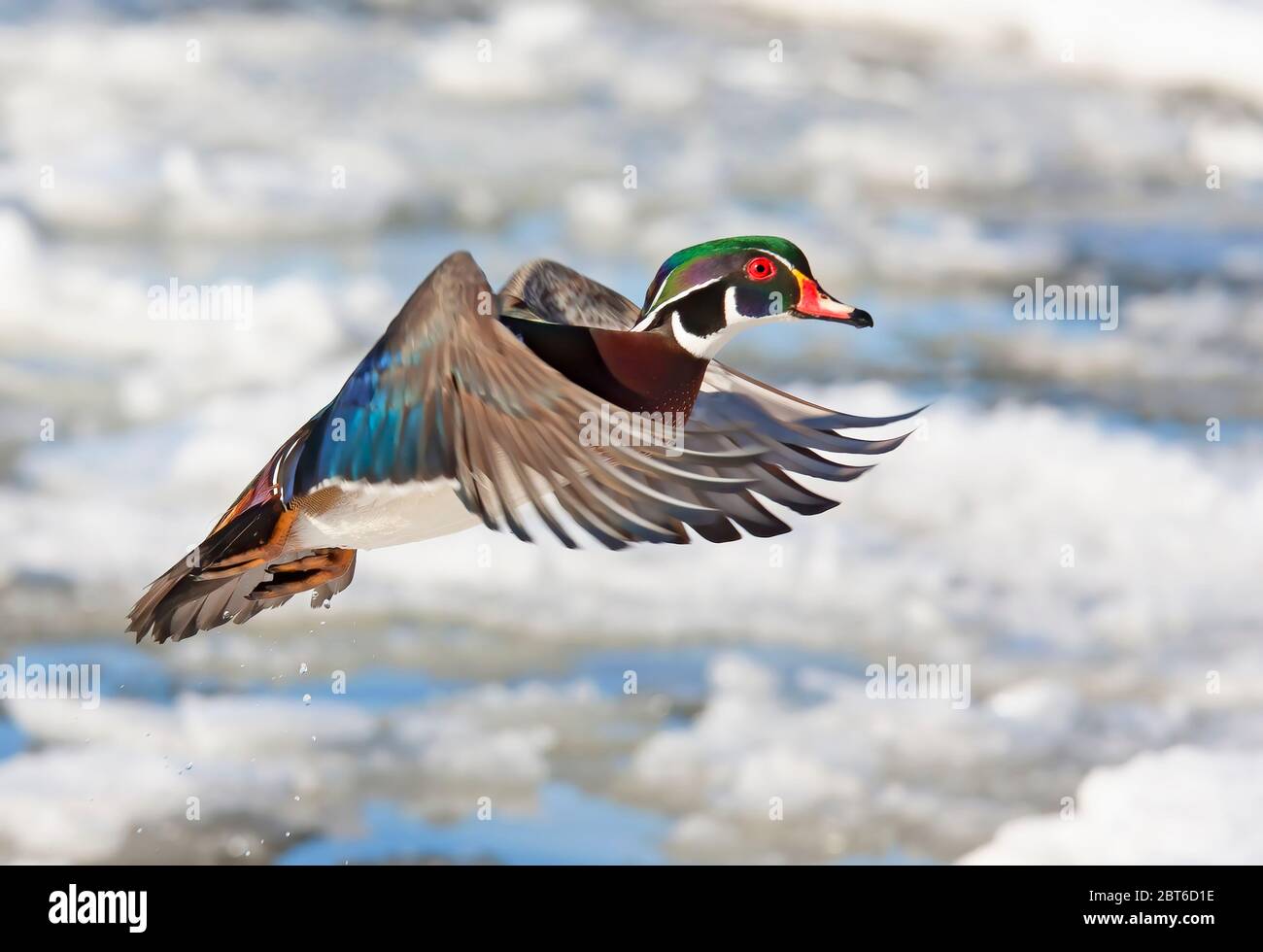 Wood duck male (Aix sponsa) with colourful wings taking flight over the ...