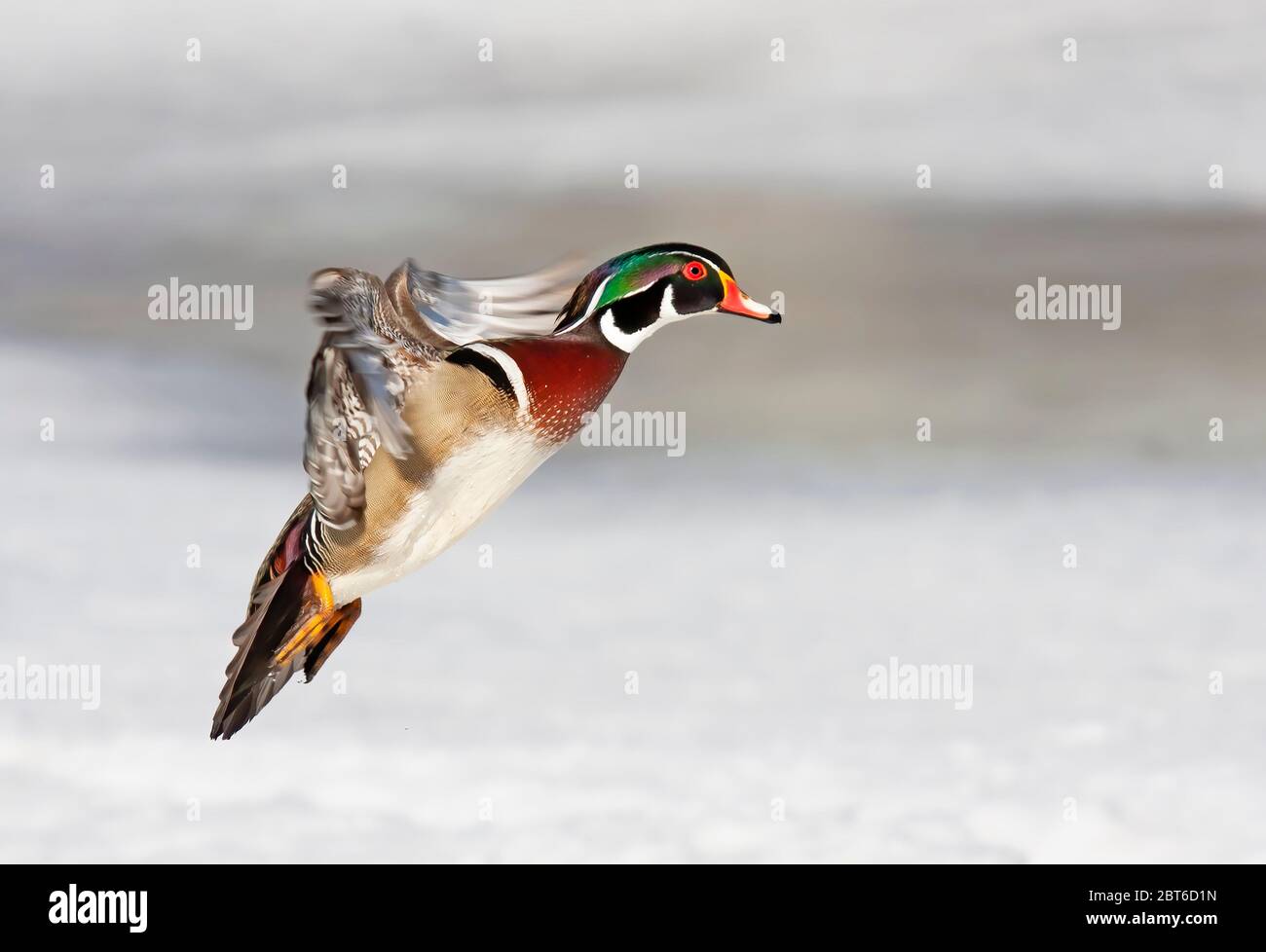 Wood duck male (Aix sponsa) with colourful wings taking flight over the ...